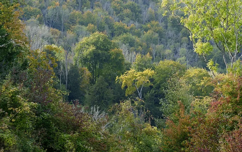 Tree lovers’ guide to spotting and stopping rot