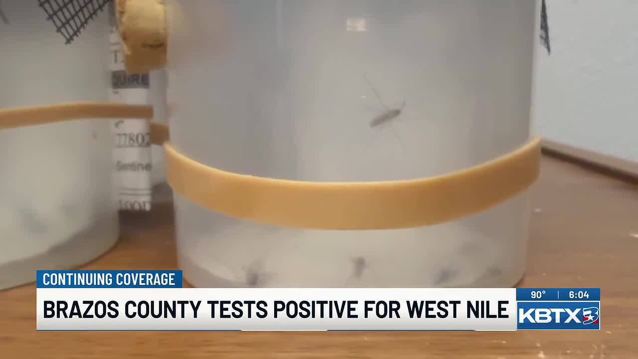 West Nile detected in Brazos County mosquitoes; health officials say ...