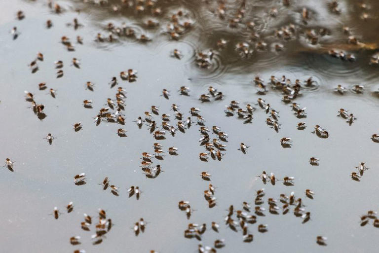 Bangladesh warns of dengue surge as weather aids spread