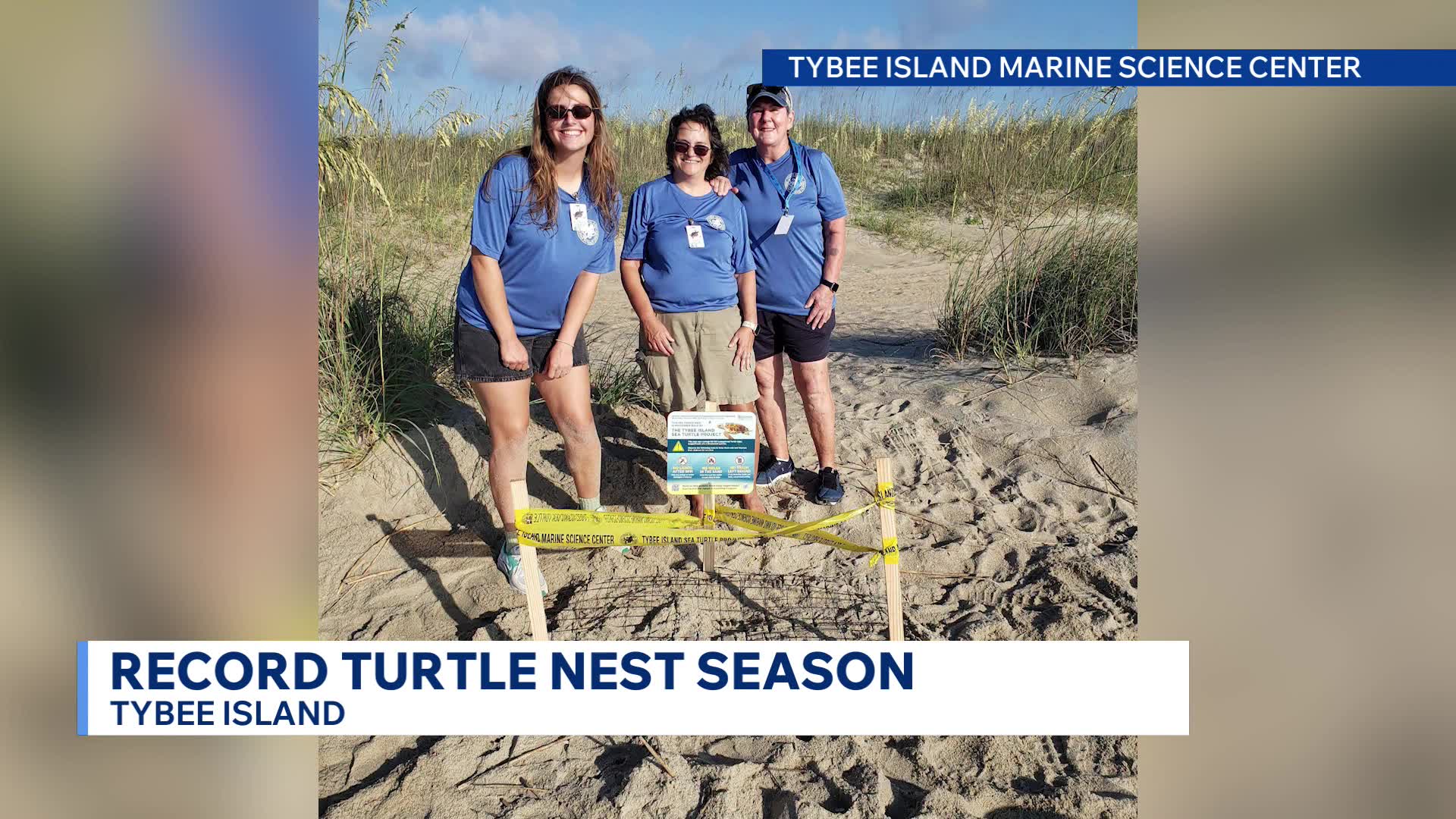 2026 sea turtle nesting season biggest ever on Tybee Island, officials ...