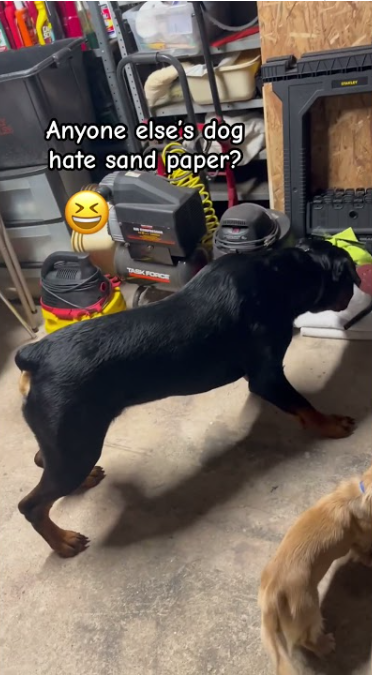 So scary funny rottweiler puppy moment