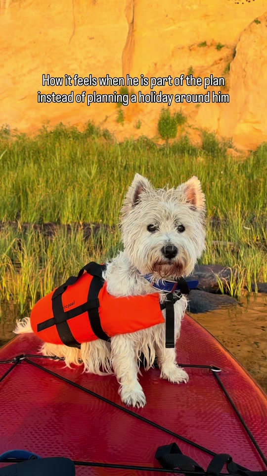 Baltic Sea escape with a very dramatic Westie