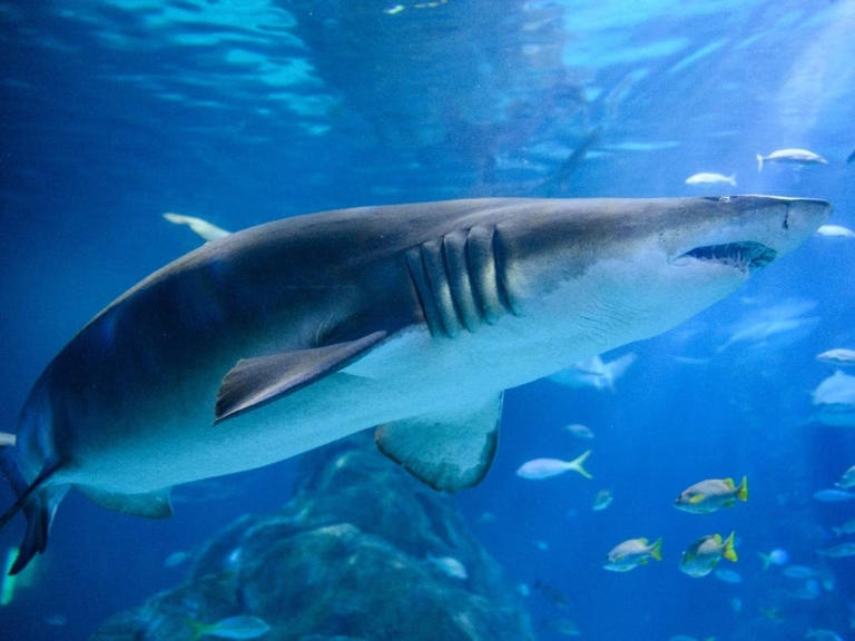 New 'Shark & Ray' program coming to South Jersey aquarium