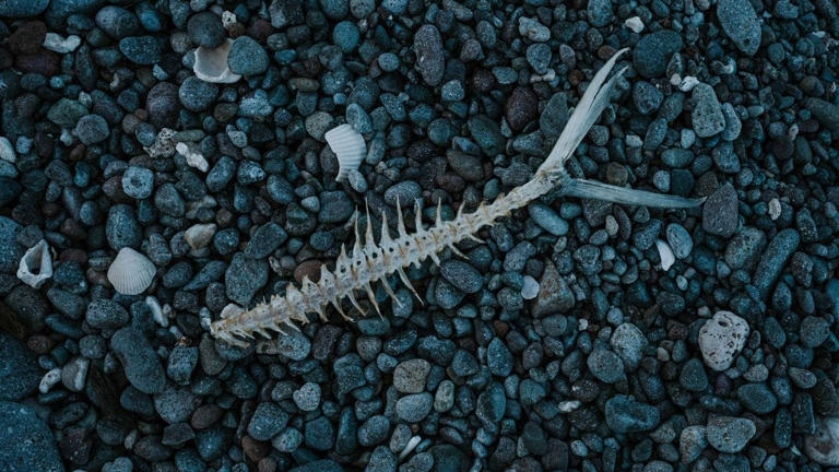 300 million-year-old fish gives scientists a clue to brain evolution