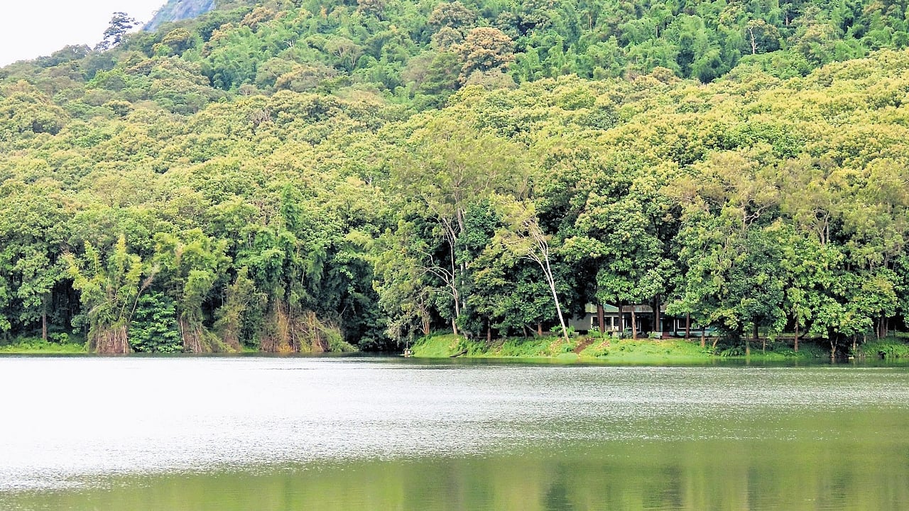 Kerala’s forest cover up 27 per cent, but elephant count sees sharp drop