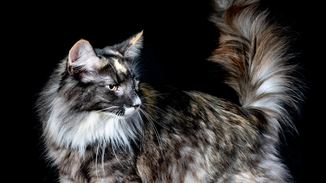 Norwegian forest cats are gentle giants of the north