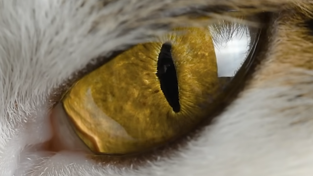 This one body part decides whether an animal hunts or gets hunted