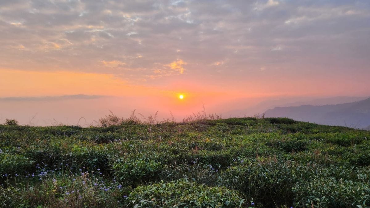 How a Darjeeling tea estate turned into one of India’s biggest carbon ...