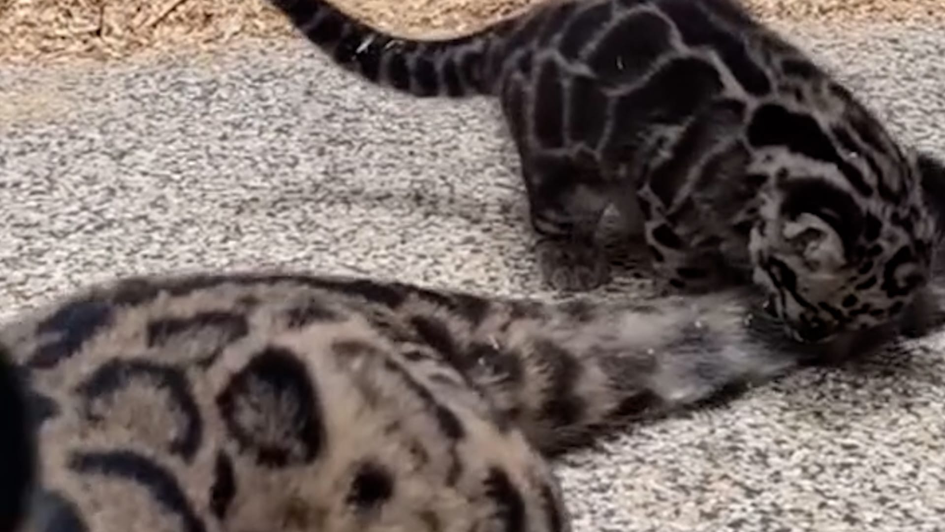 Rare clouded leopard cub plays with mom's tail at Tennessee zoo
