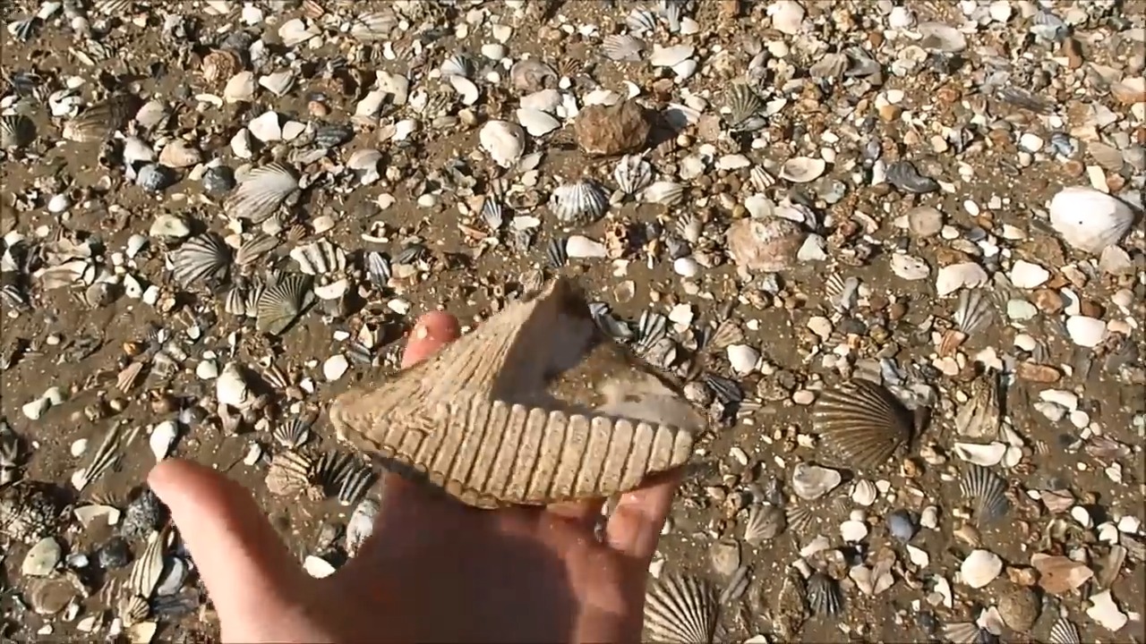 This shoreline looked ordinary - then they found ancient whale bones ...