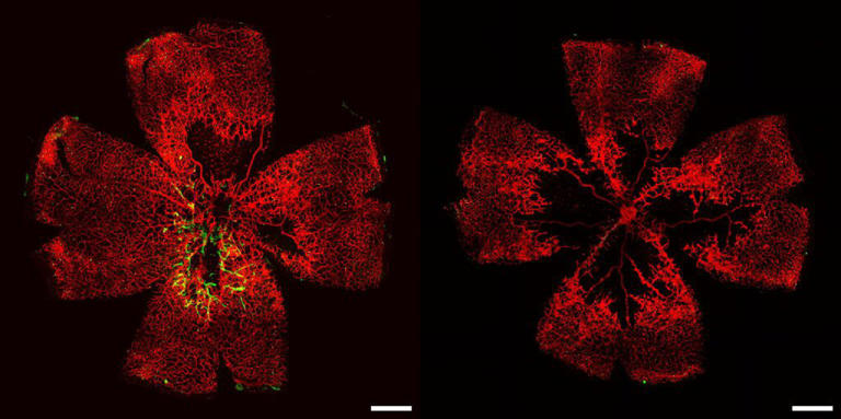 Lab-grown cells restore vision in blind mice in breakthrough study