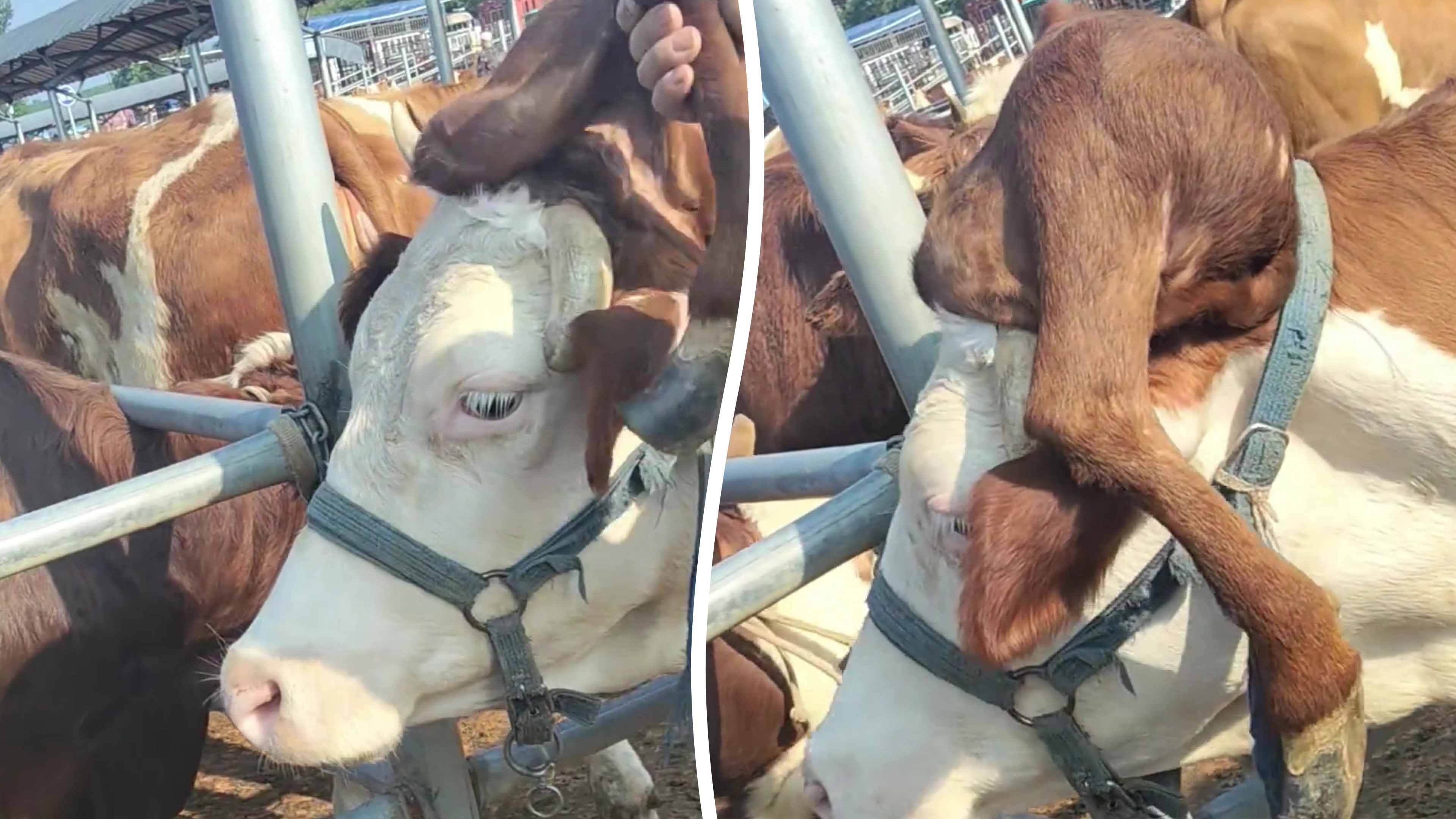 Cow with 'fifth leg' attracts buyers after going viral