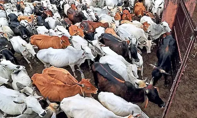 Tamil Nadu govt moves SC against Madras HC order banning cow slaughter
