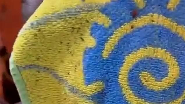 Bed bugs filmed crawling on pillows and towels as infestations soar ...