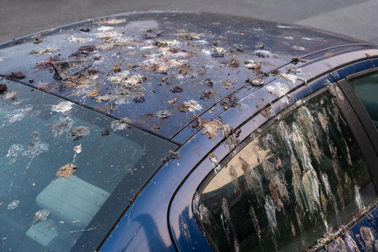 Remove hard bird poo from car windows using just two ingredients