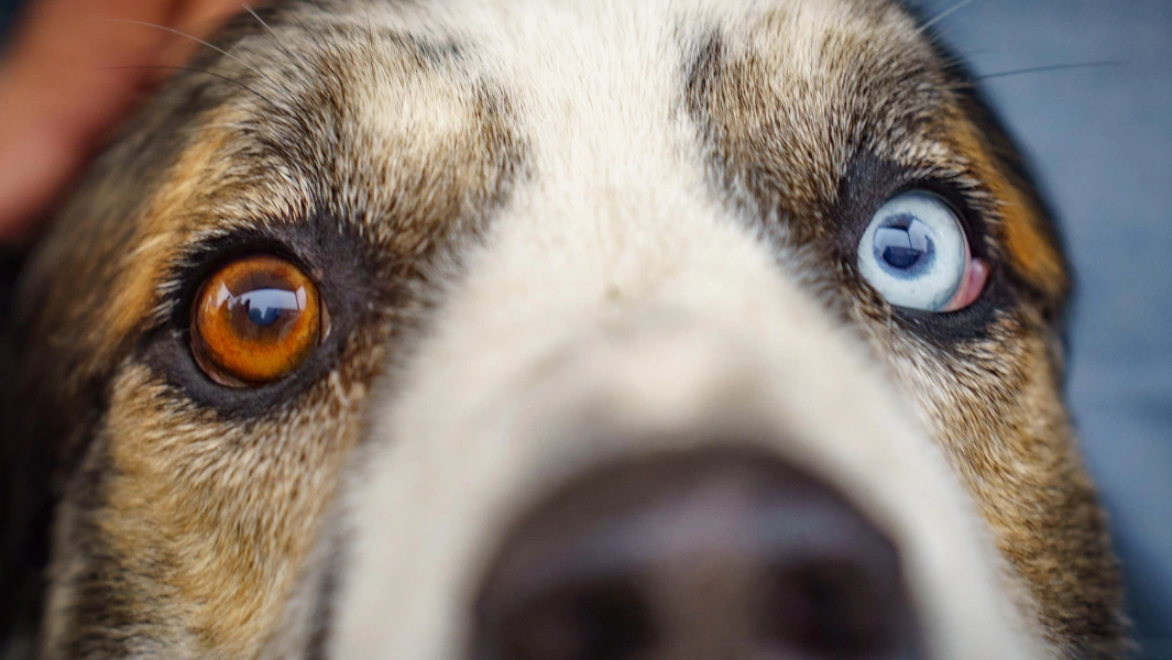 5 judgy and playful dog side-eye moments