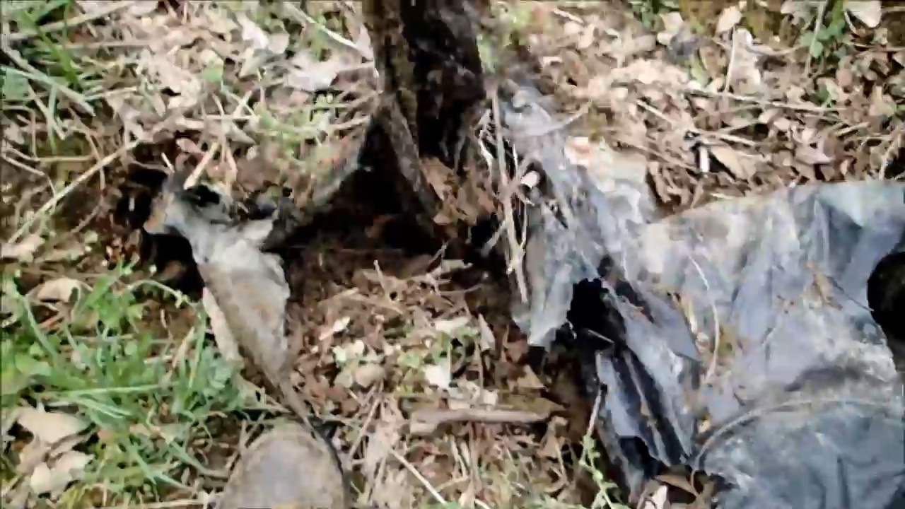 Watch how a treasure hunt in the woods stopped at a hole perfect size ...