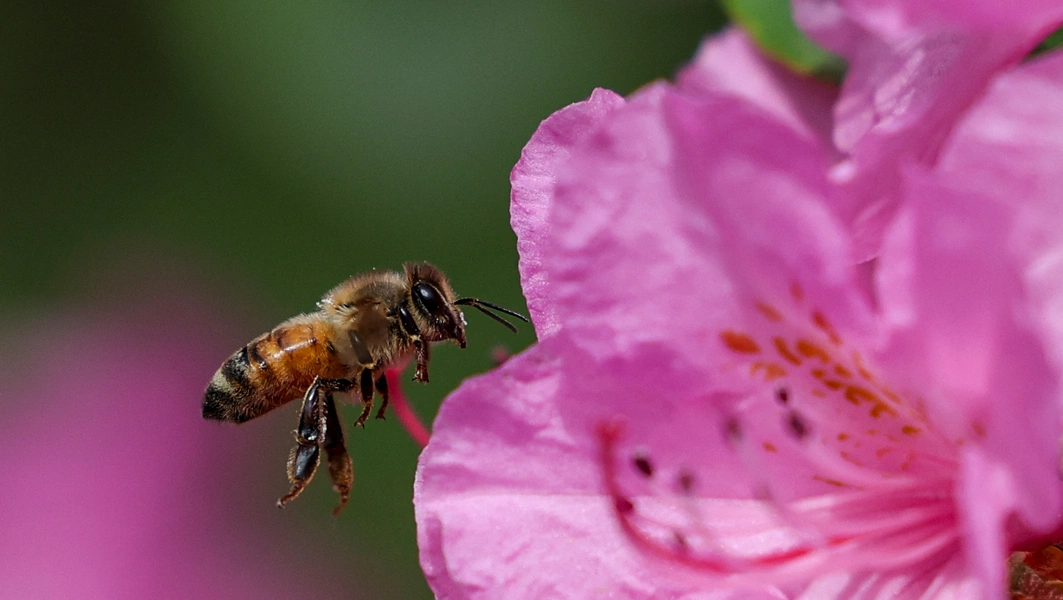 Bee-friendly gardening tips for a thriving yard