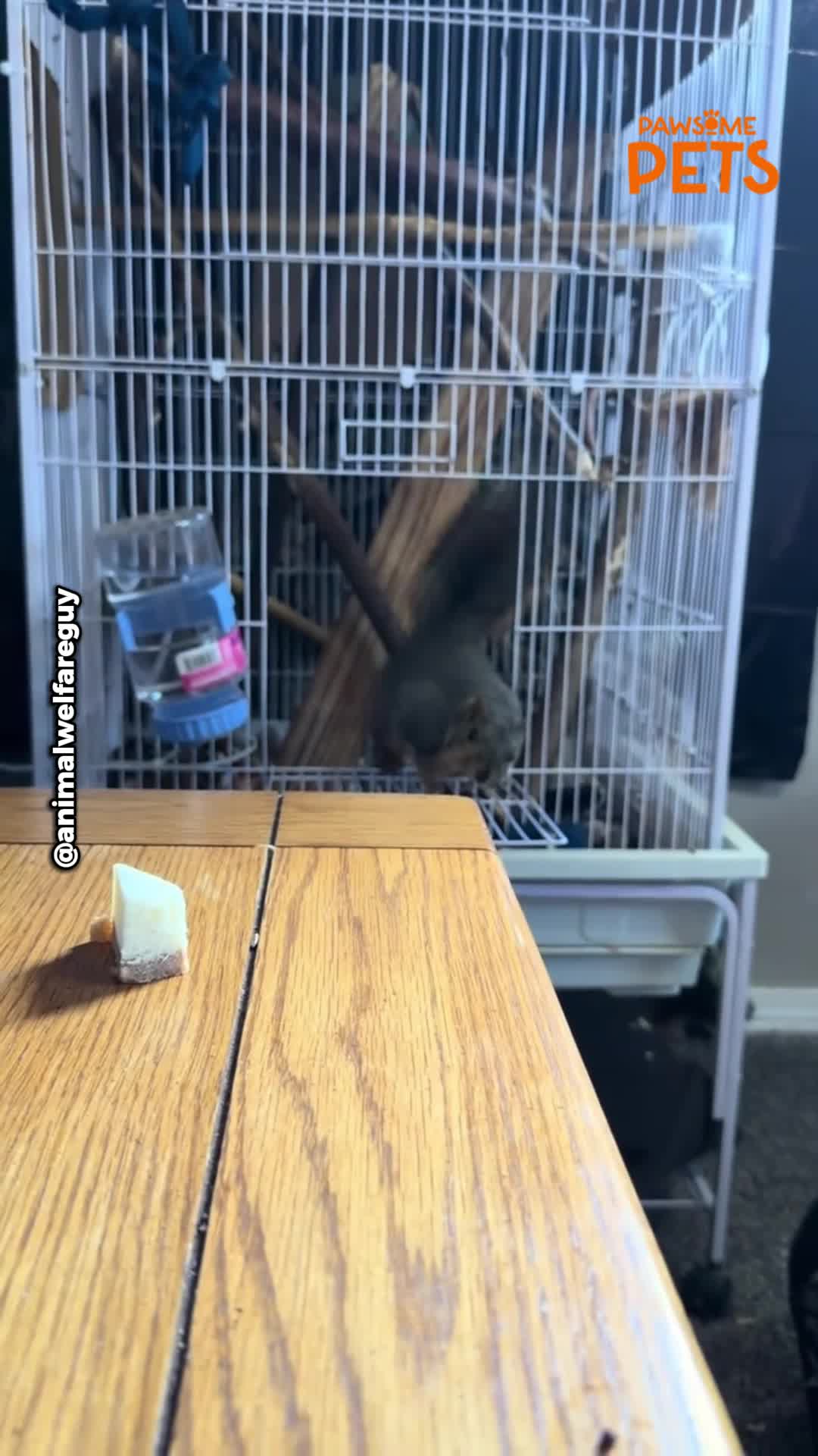 Pet squirrel gets protective over favorite surprise snack