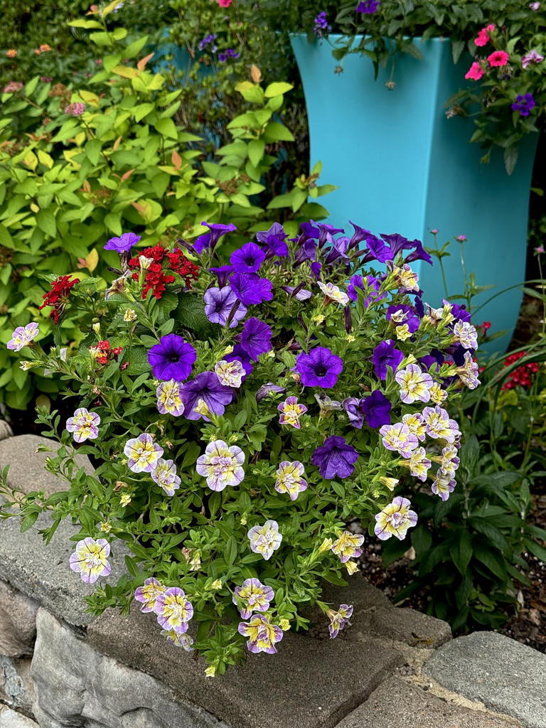 On gardening: Let the good times roll with Superbells Double Mardi Gras