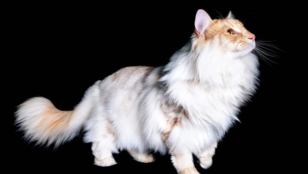 Norwegian forest cats are gentle giants of the north