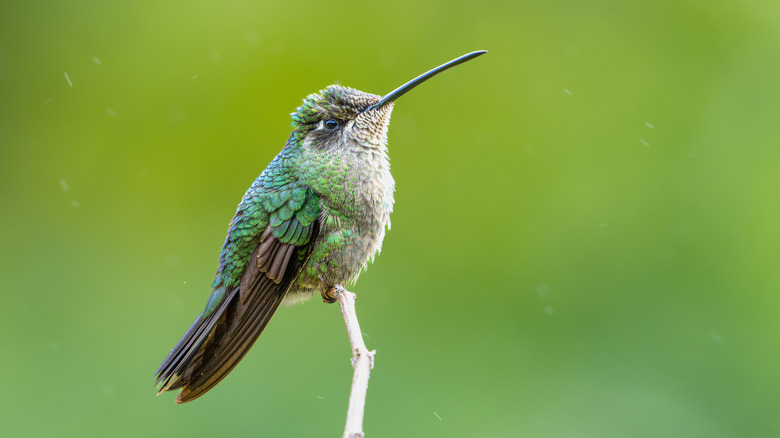 The unique pink flower that will send hummingbirds flocking to your yard