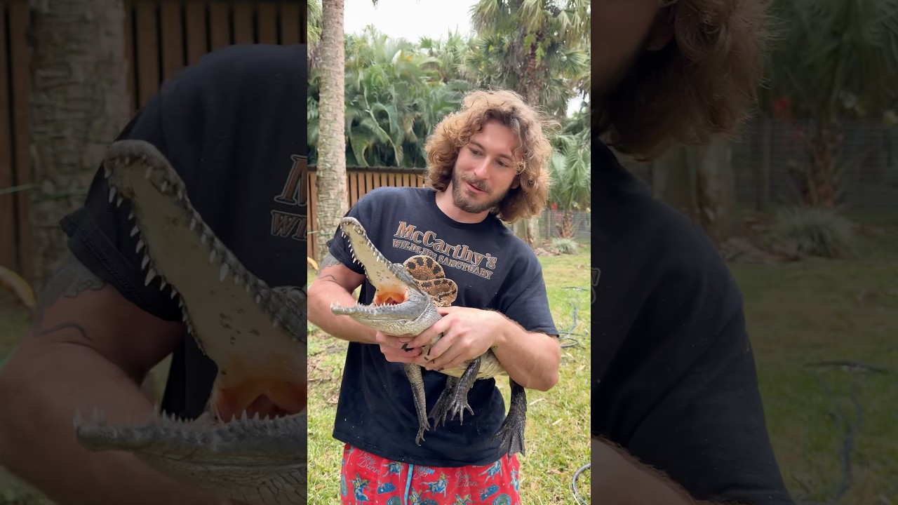Crocodile calls for help!