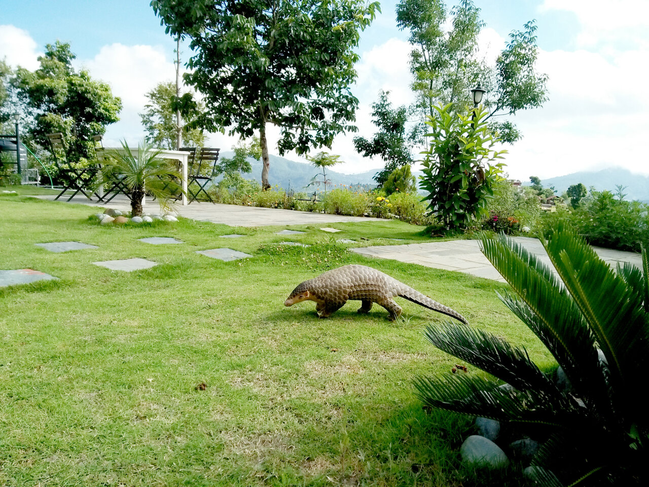 Himalayan pangolin emerges as distinct species, confirmed with DNA from ...