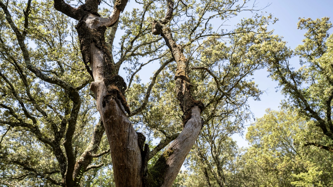 Tree lovers’ guide to spotting and stopping rot