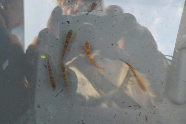 Field naturalist and grandson take action to rescue fish from East ...
