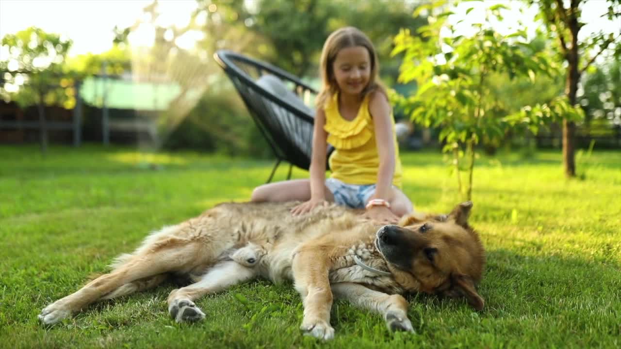 Keeping our pets safe from the heat | Morning Blend