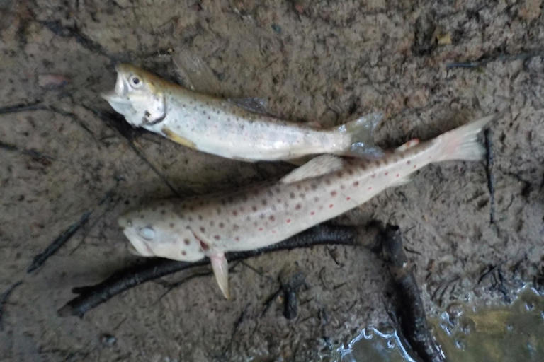 Field naturalist and grandson take action to rescue fish from East ...