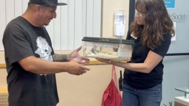 California snake rescuer reunited with stolen ball python after boys ...