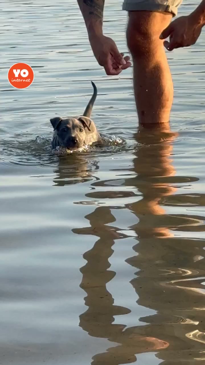 Puppy celebrates first lake swim with special toy from dad
