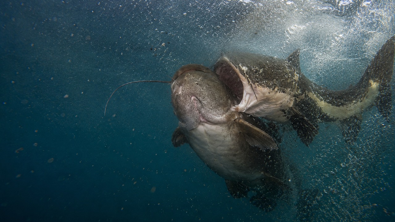 Big Red attacked the new monster catfish, then the pond turned into a ...