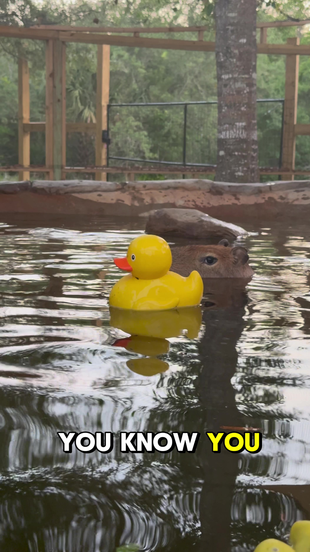 Capybara toy test goes wrong with rubber duck moment