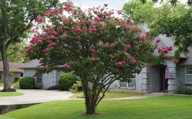 A homeowner removed 3 crepe myrtles 2 years ago, but new shoots still ...