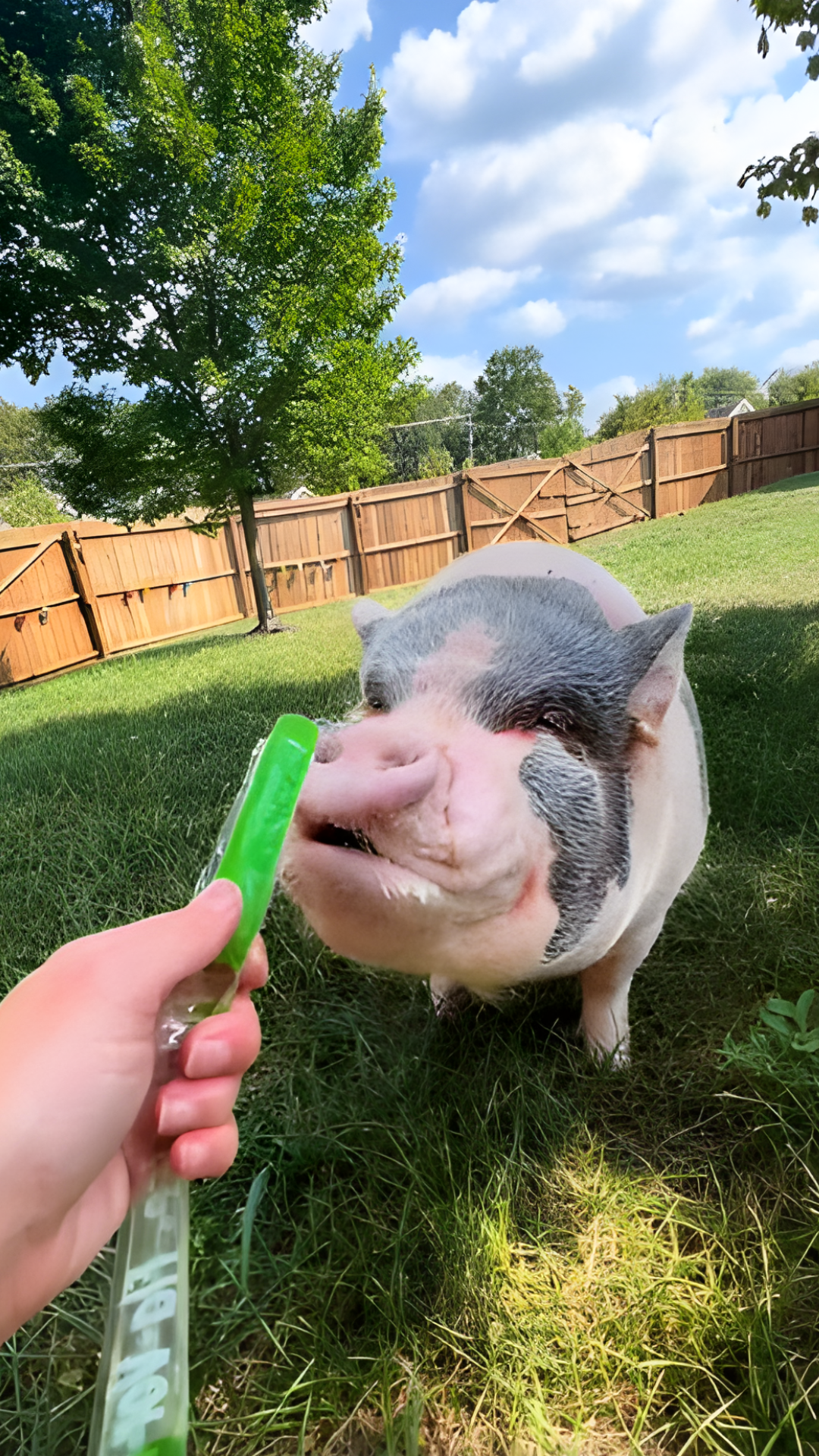 Mini pig eats a popsicle like royalty, wait for the brain freeze