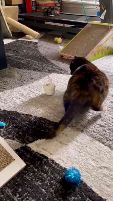 The laser toy my cat can't stop chasing