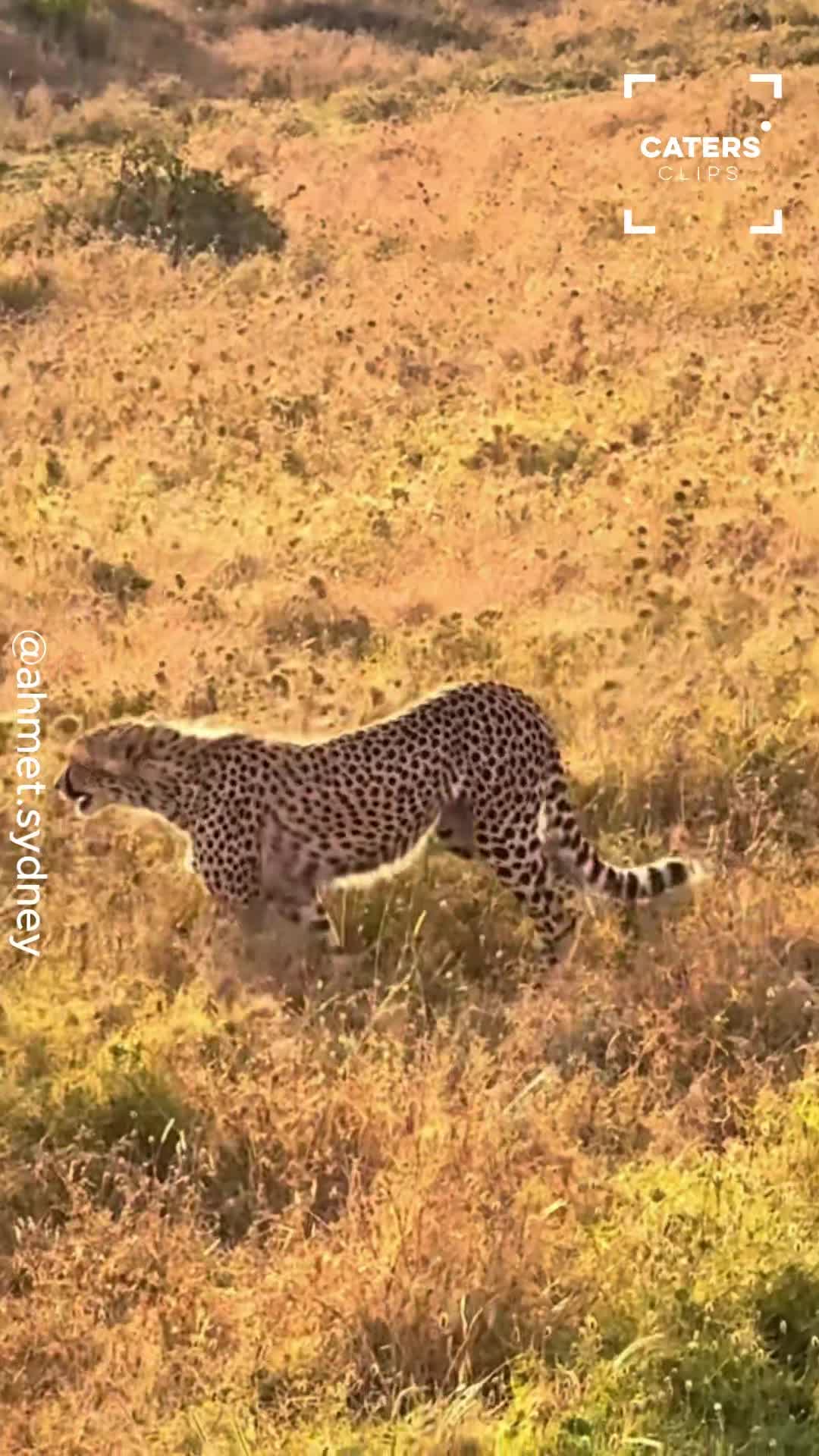 Playful cheetahs turn a piece of plastic into their toy