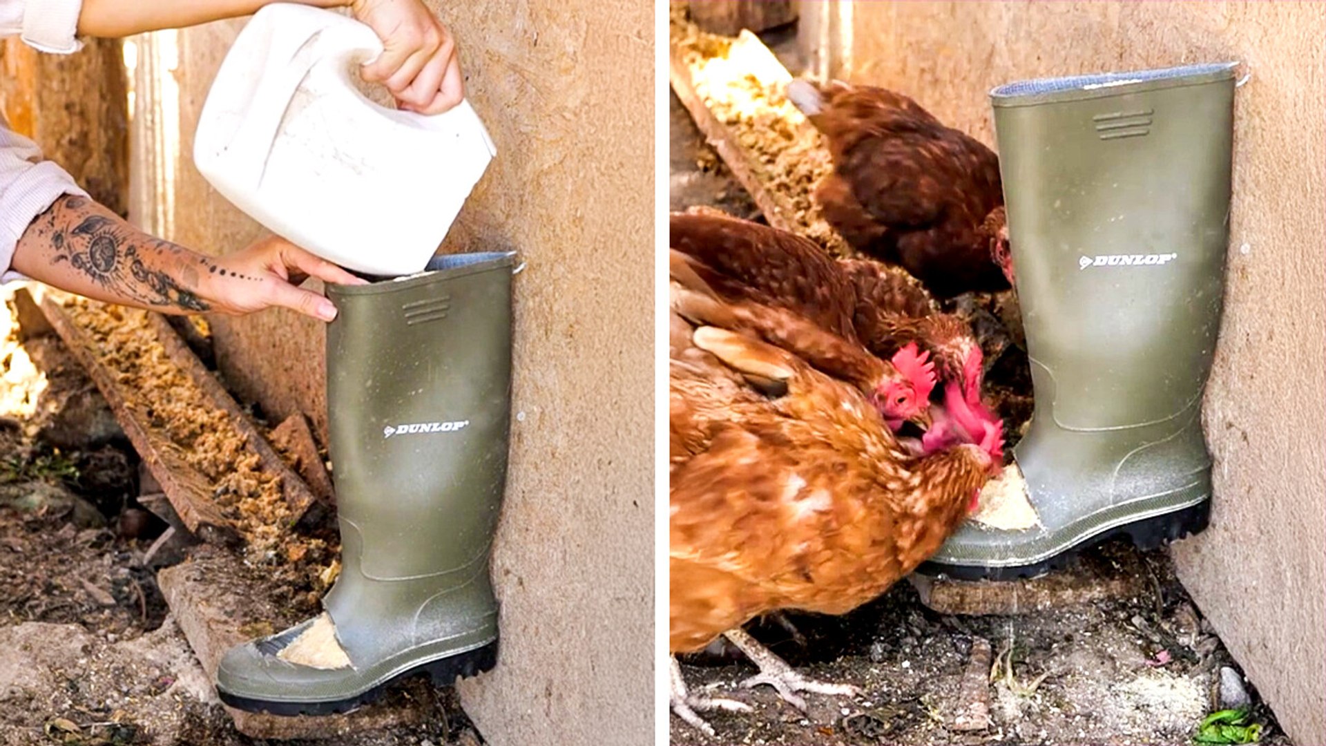 Mini home farms, ratproof feeders, nests, caring tips