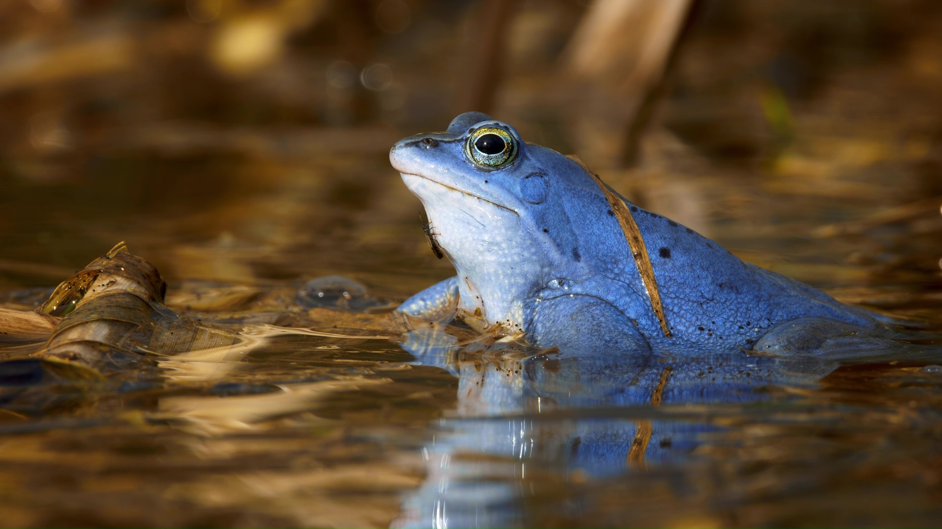 A blue moor frog displayed its rare breeding colors