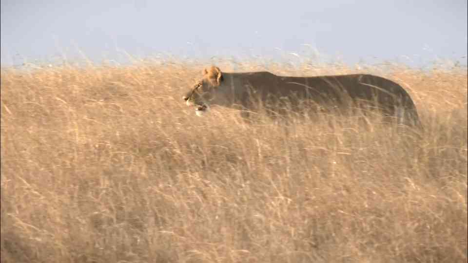 These lions hunted humans for 9 months - and no one could stop them