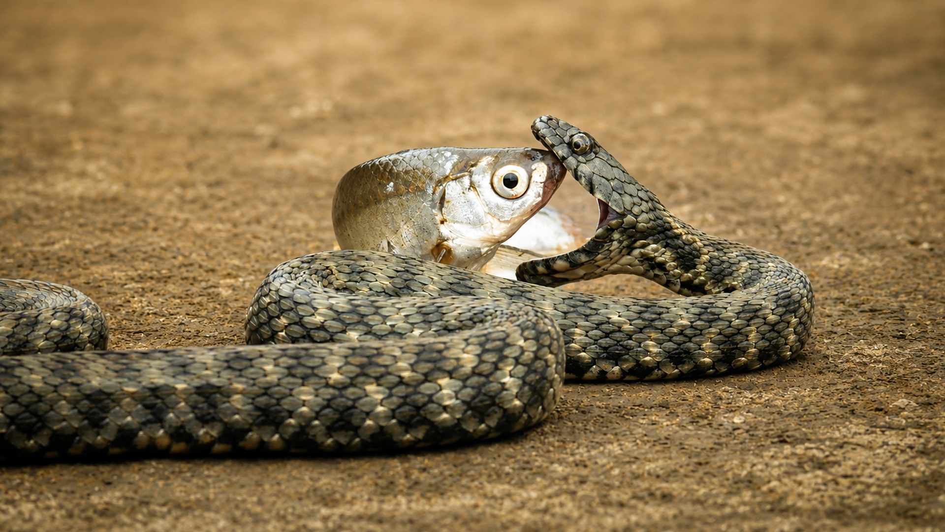 This predator was caught mid-meal by a hidden camera