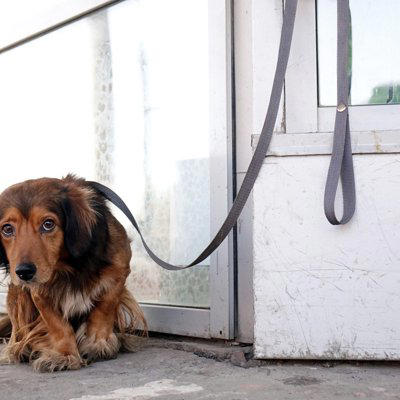 犬との関係性が悪化する「絶対NG行為」5選 愛犬からの信頼を失う飼い主の行動とは?