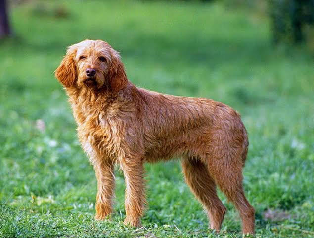 The 7-second pavement test can help protect dogs’ paws