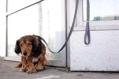 犬との関係性が悪化する「絶対NG行為」5選 愛犬からの信頼を失う飼い主の行動とは?