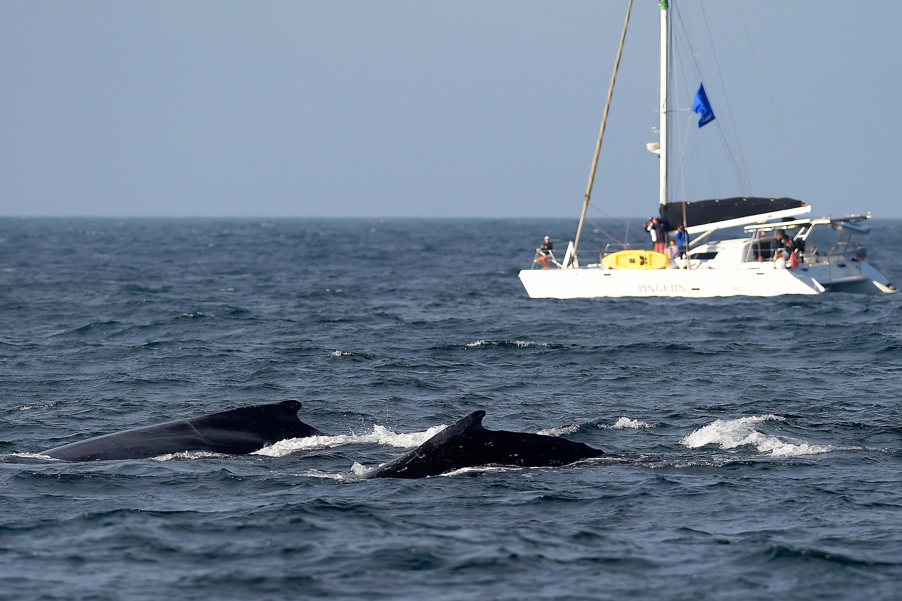 The sea surface reaches record temperatures for this time of year