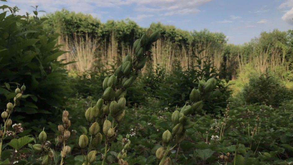 Council accused of 'ecocide' over quarry plan