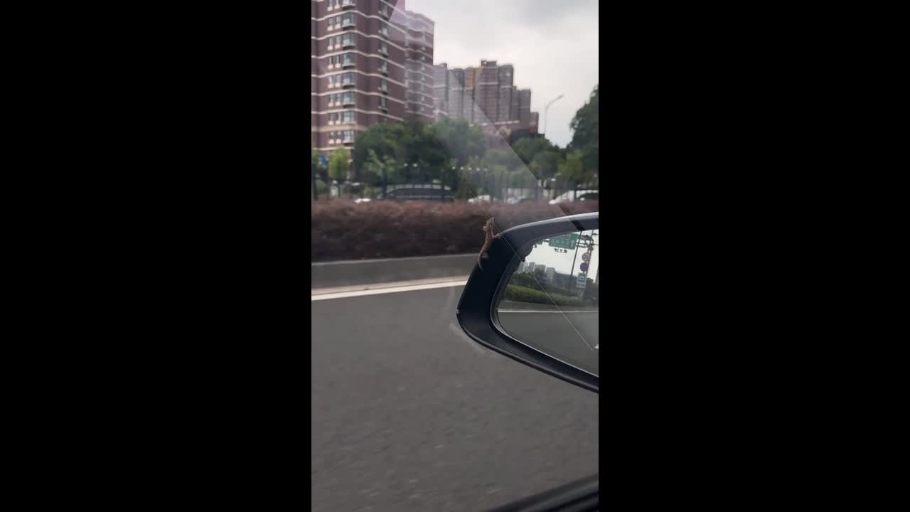 Lizard holds on to moving car's side mirror in Jiangsu, China